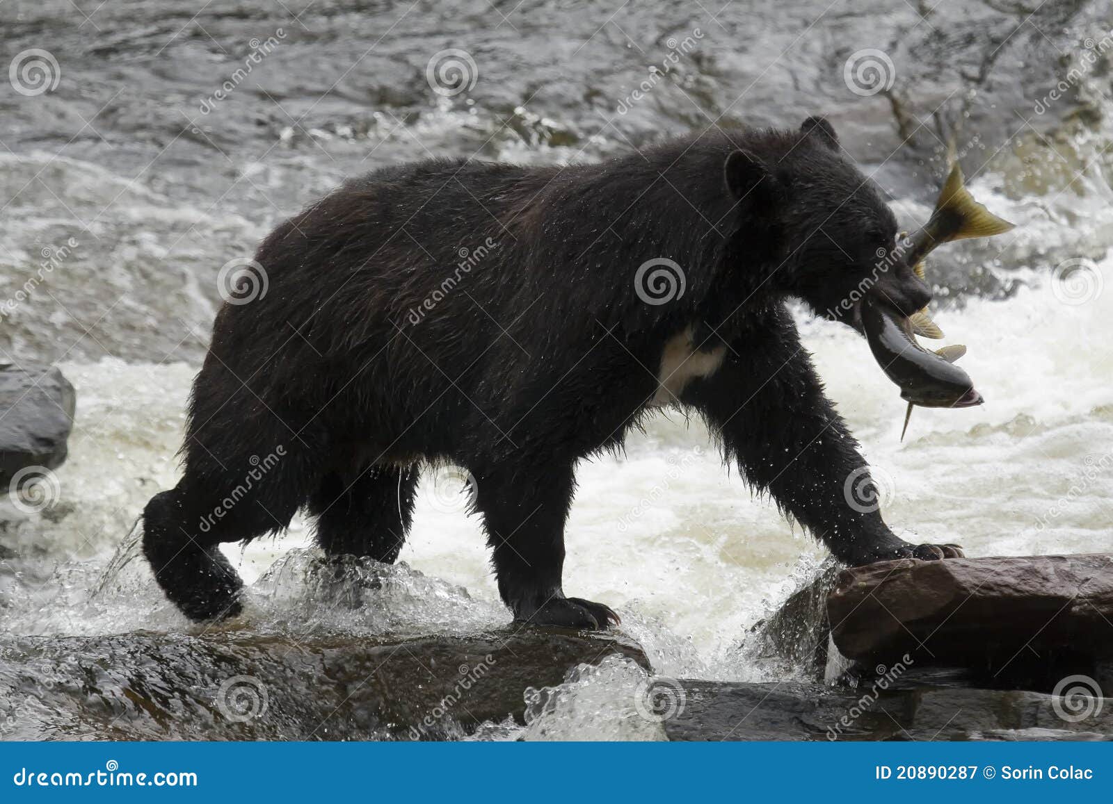 Black bear, Alaska stock image. Image of predator, beautiful - 20890287