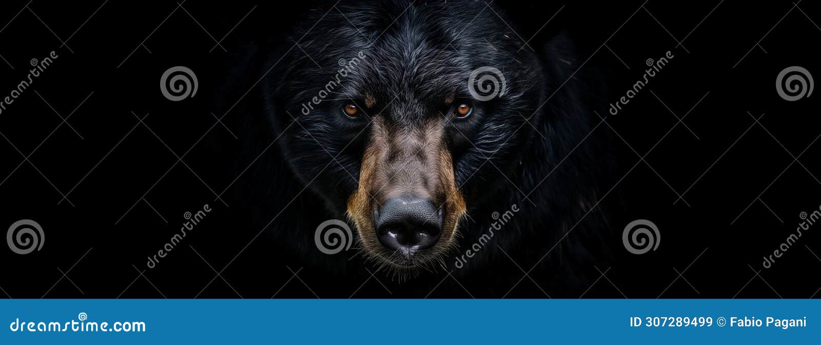 Black Bear Animal Face Portrait on Black Background Stock Illustration ...