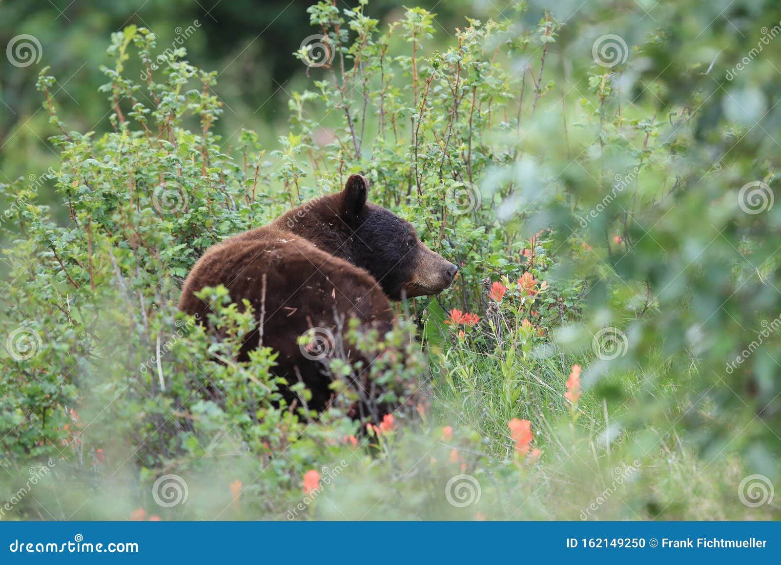 Black Bear , Banff National Park, Alberta, Canada Stock Photo - Image ...