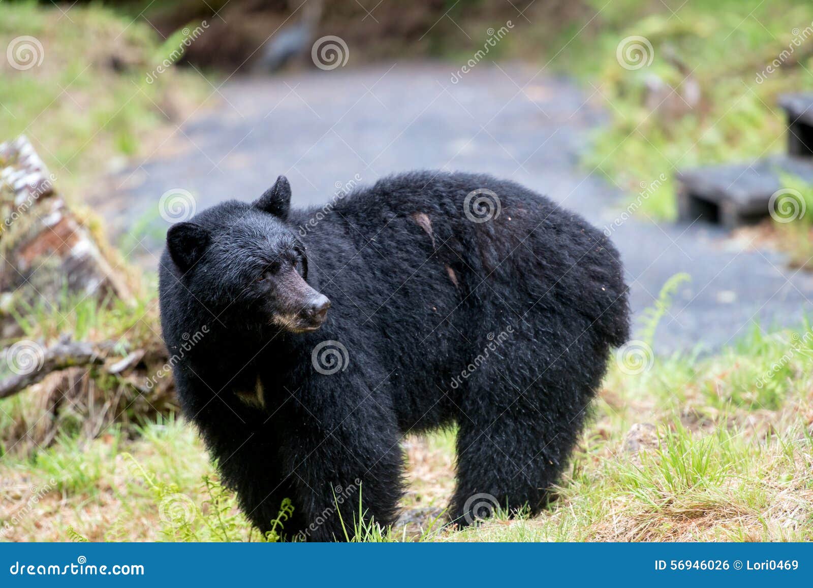 Black bear stock photo. Image of beautiful, bonding, alaska - 56946026