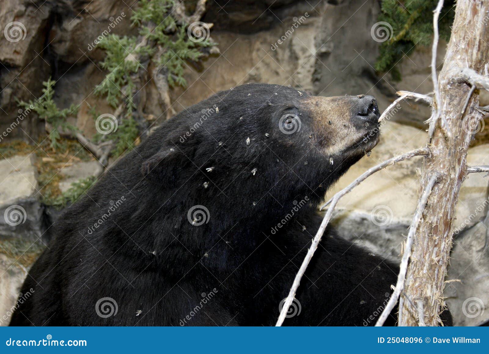 Black bear and bees stock photo. Image of wilderness - 25048096