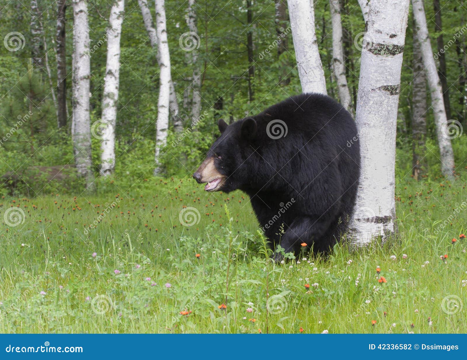 Black Bear in Birch Trees stock photo. Image of trees - 42336582