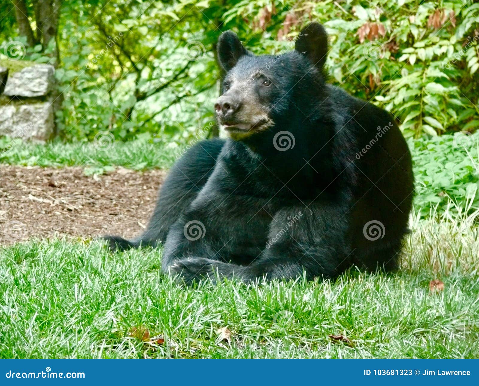 Black Bear in the Blue Ridge Stock Image - Image of chimpanzee ...
