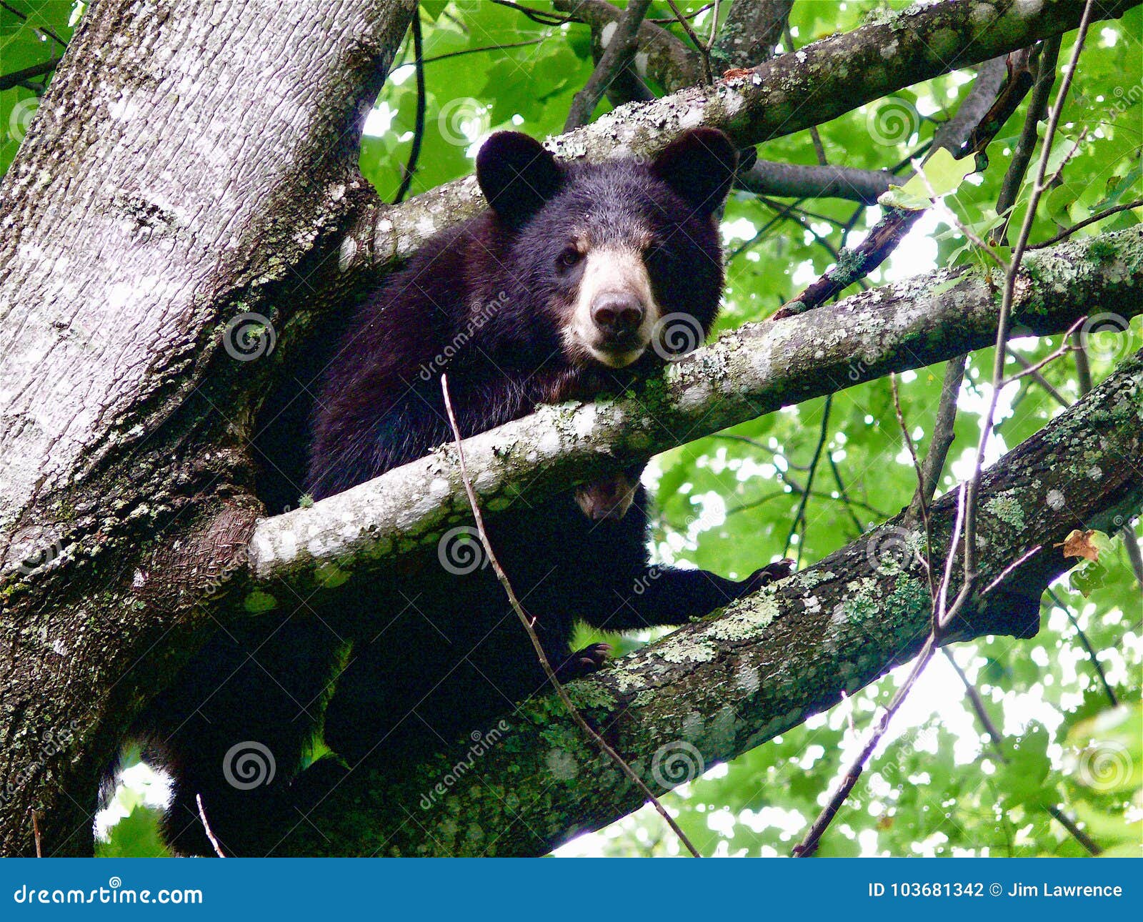 Black Bear in the Blue Ridge Stock Photo - Image of organism ...