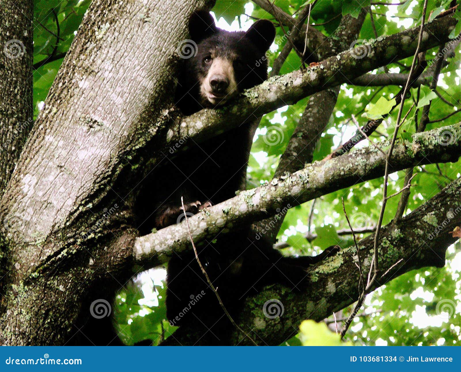 Black Bear in the Blue Ridge Stock Photo - Image of bear, jungle: 103681334