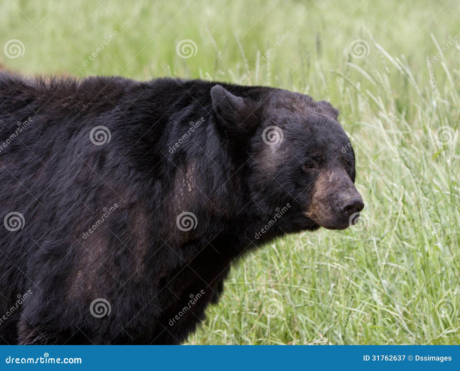 Black Bear Boar stock image. Image of americanus, cute - 31762637