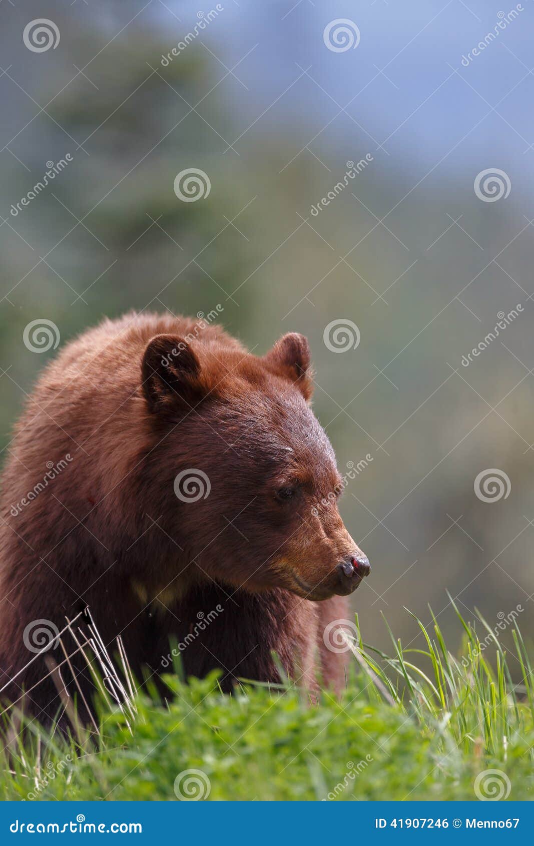 Black Bear brown color stock photo. Image of hunting - 41907246