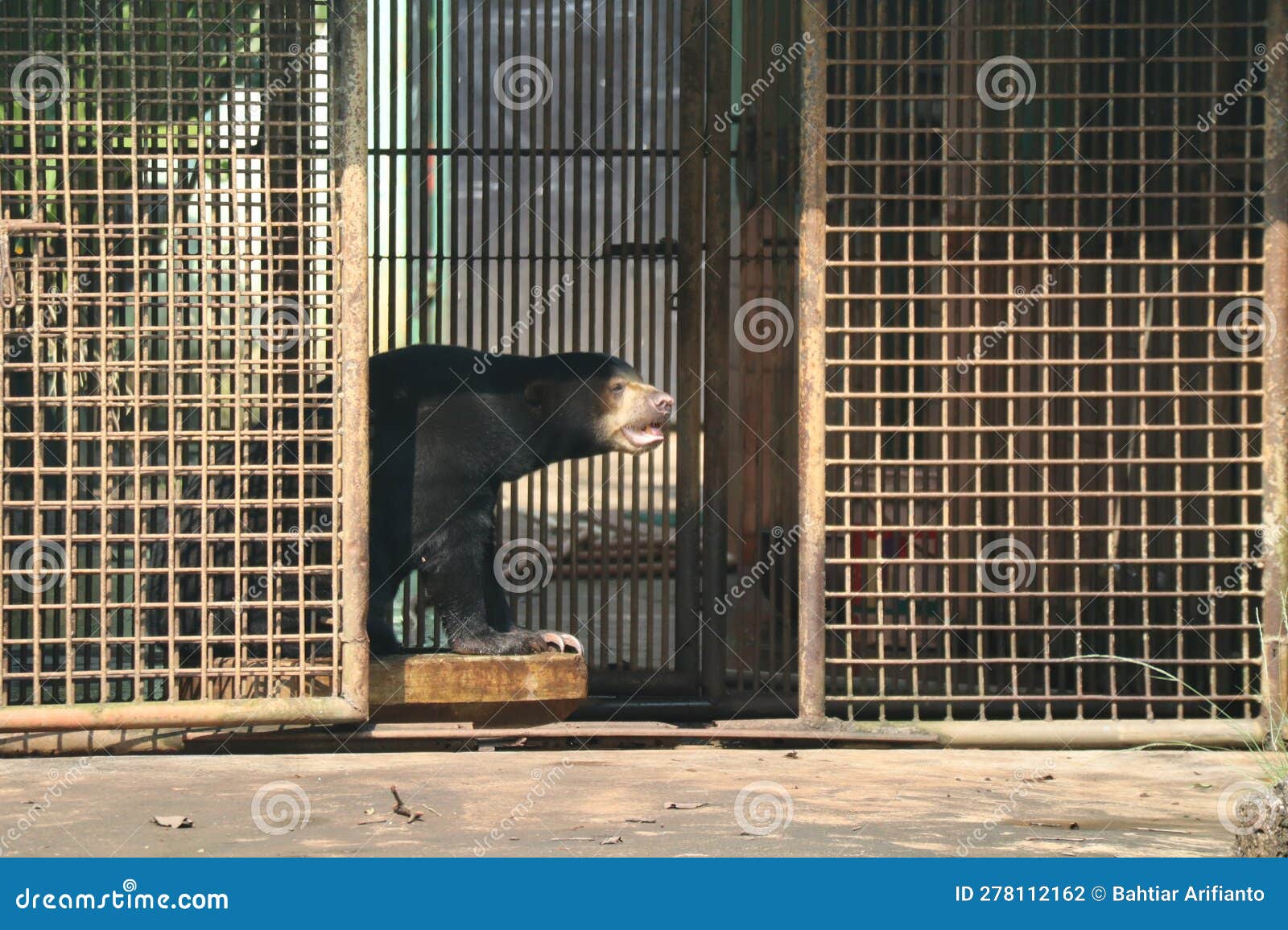 The Black Bear is in a Cage Stock Photo - Image of wood, jakarta: 278112162