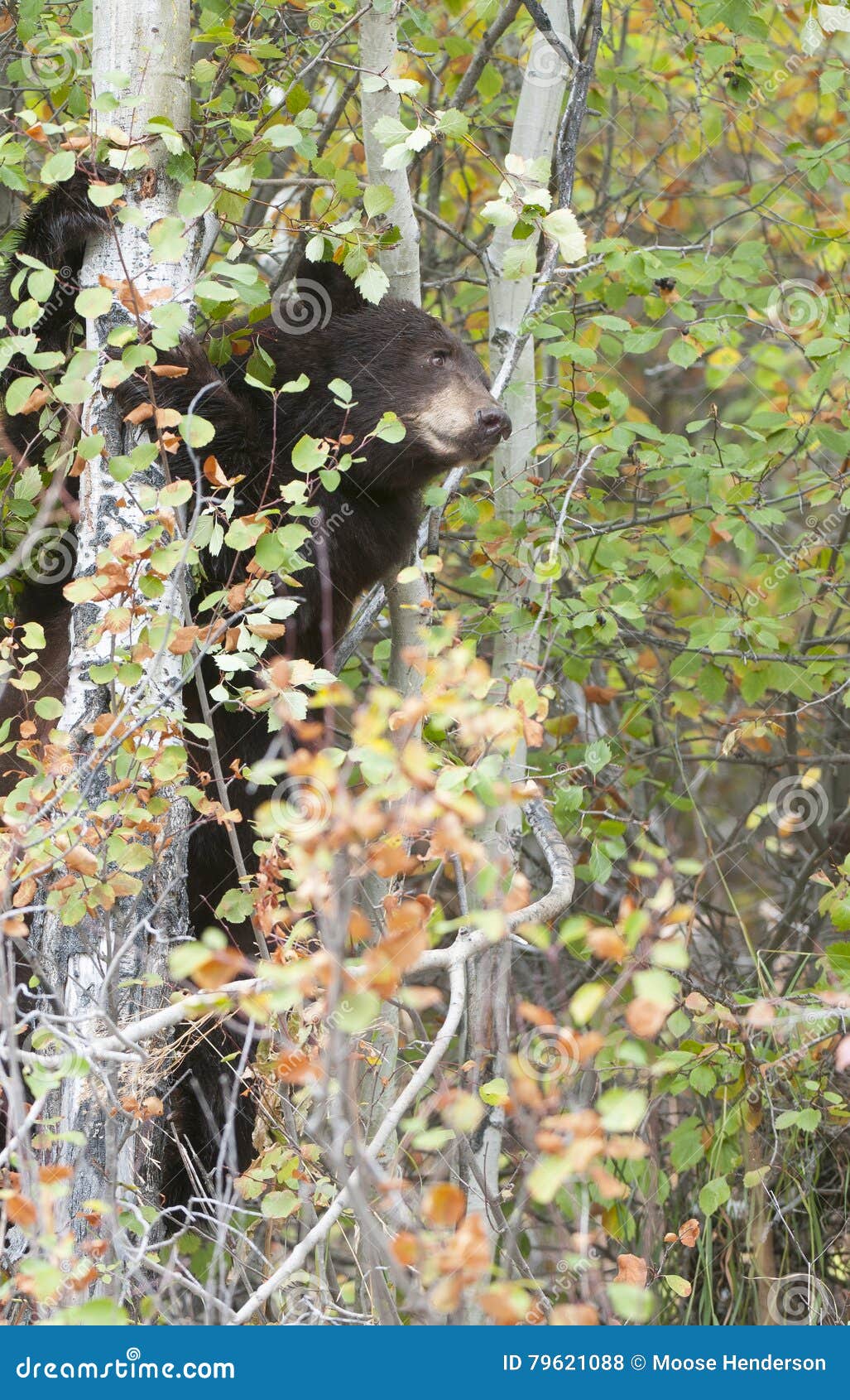 Black Bear Climbing Aspen Tree in the Fall with Colors Stock Photo ...
