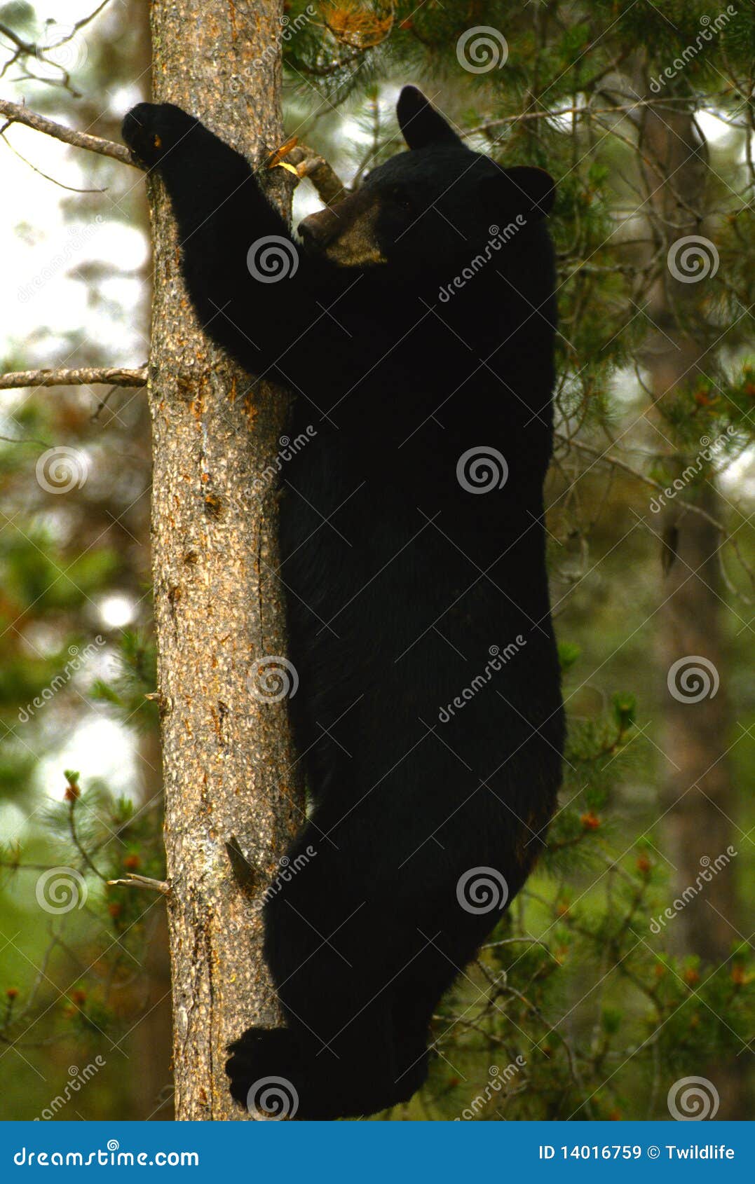 Black Bear Climbing Tree stock image. Image of mammal - 14016759