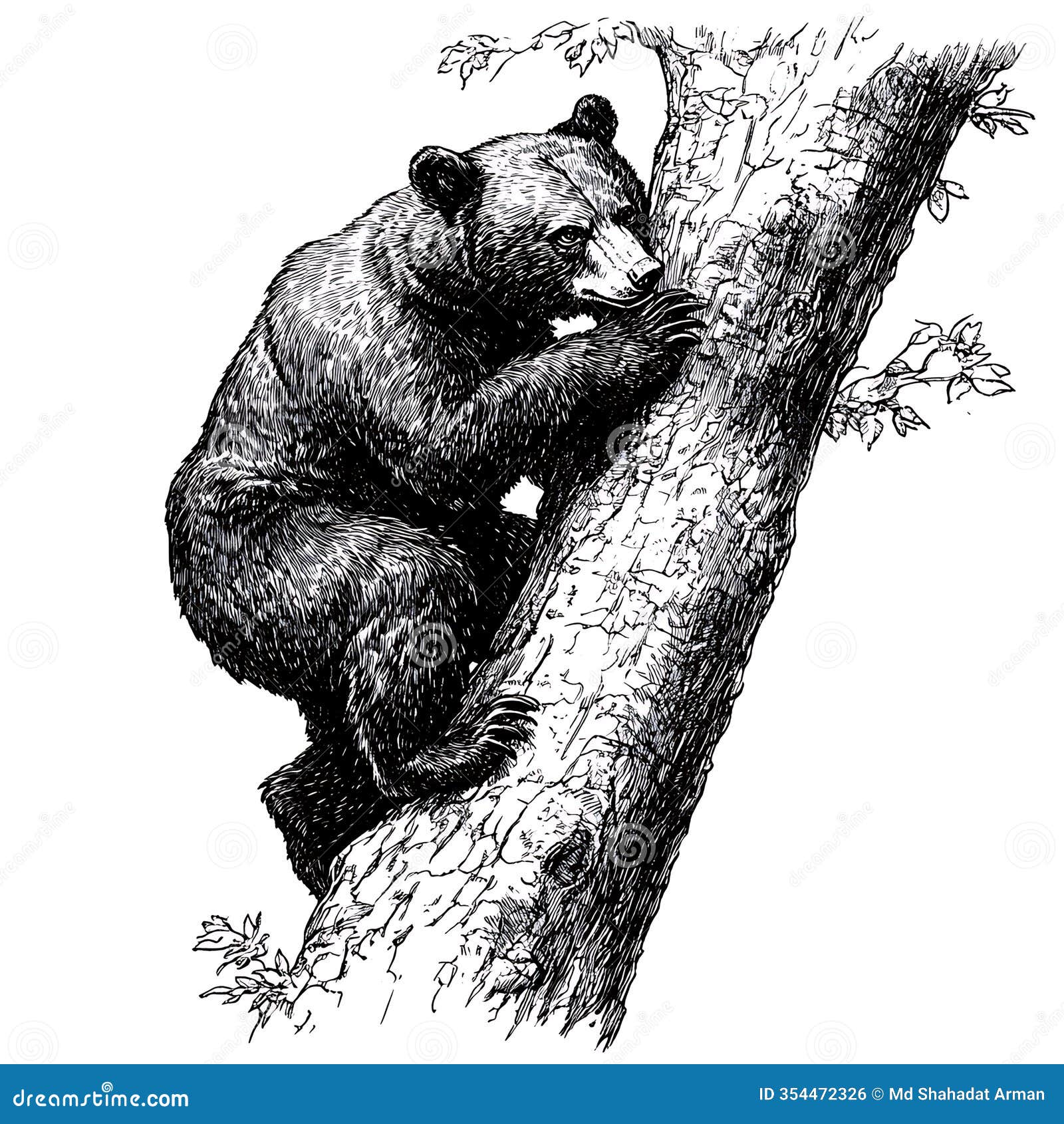 Black Bear Climbing Tree, Ink Drawing Stock Illustration - Illustration ...