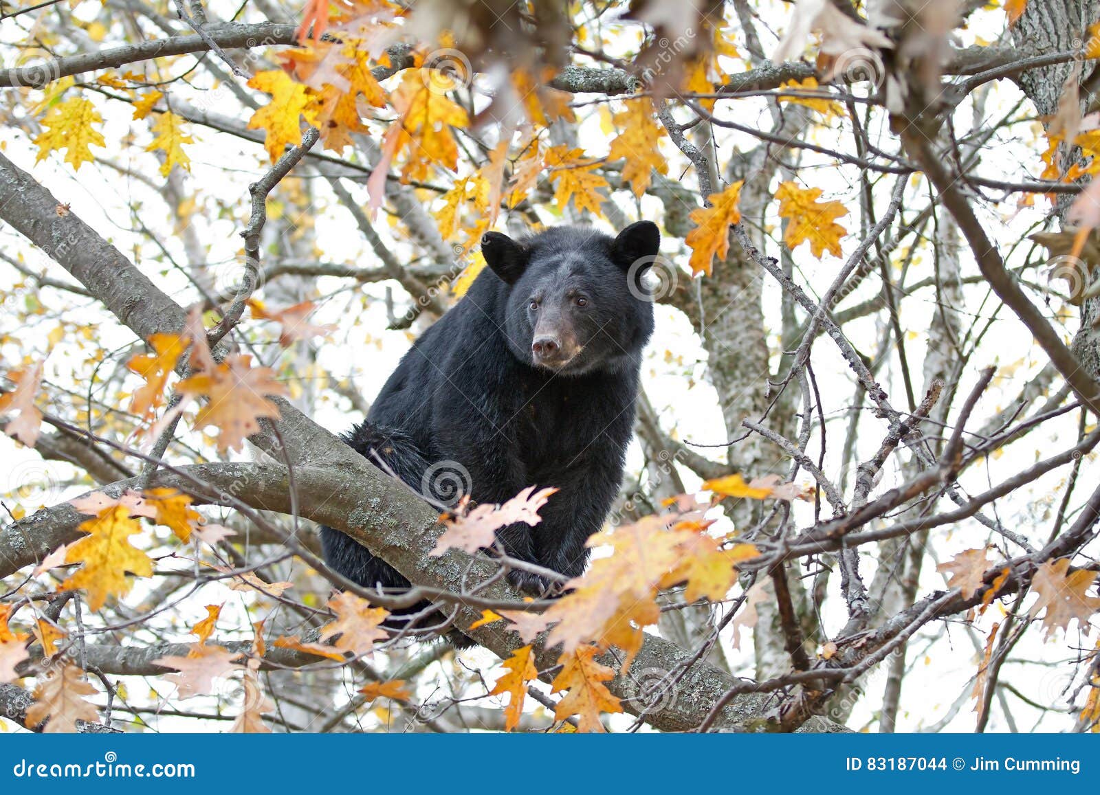 Black bear stock photo. Image of large, field, isolated - 83187044