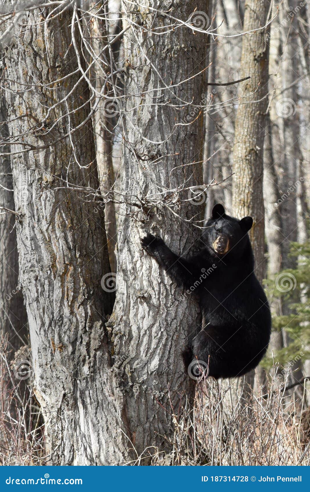 Alaska Black Bear Climbing a Tree Stock Photo - Image of alaska ...