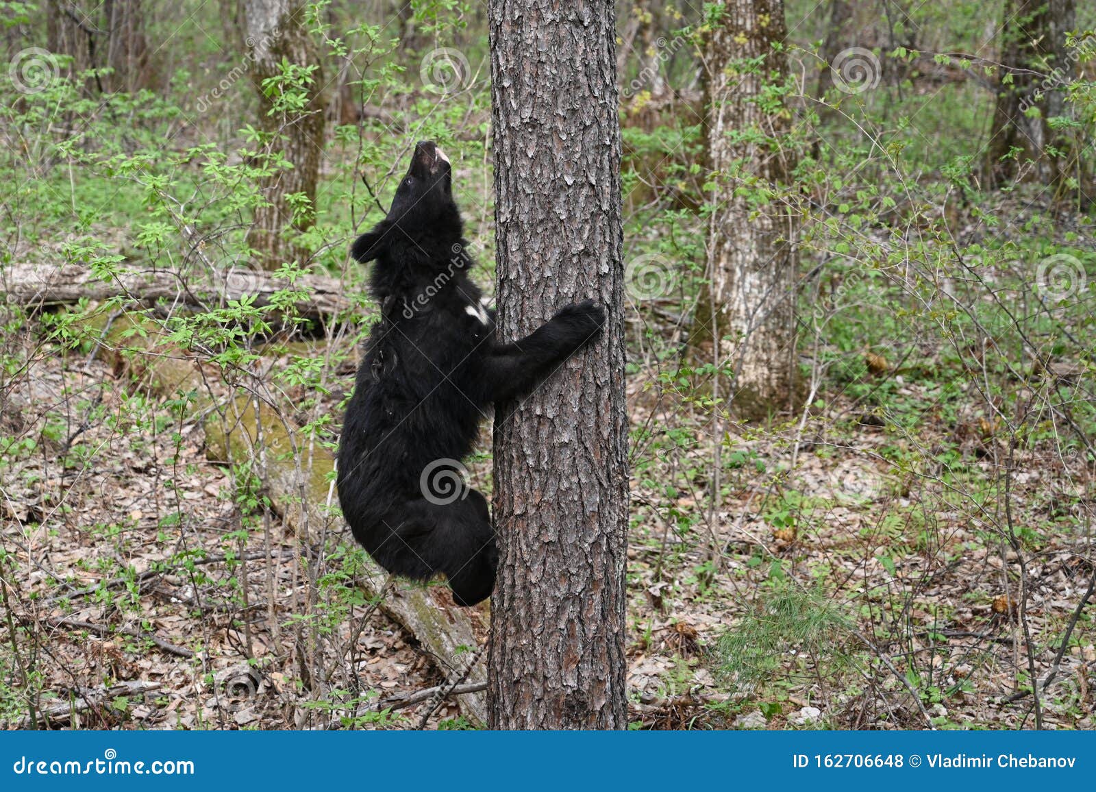 Black Bear Climbs Up a Tree Stock Photo - Image of ursus, russian ...