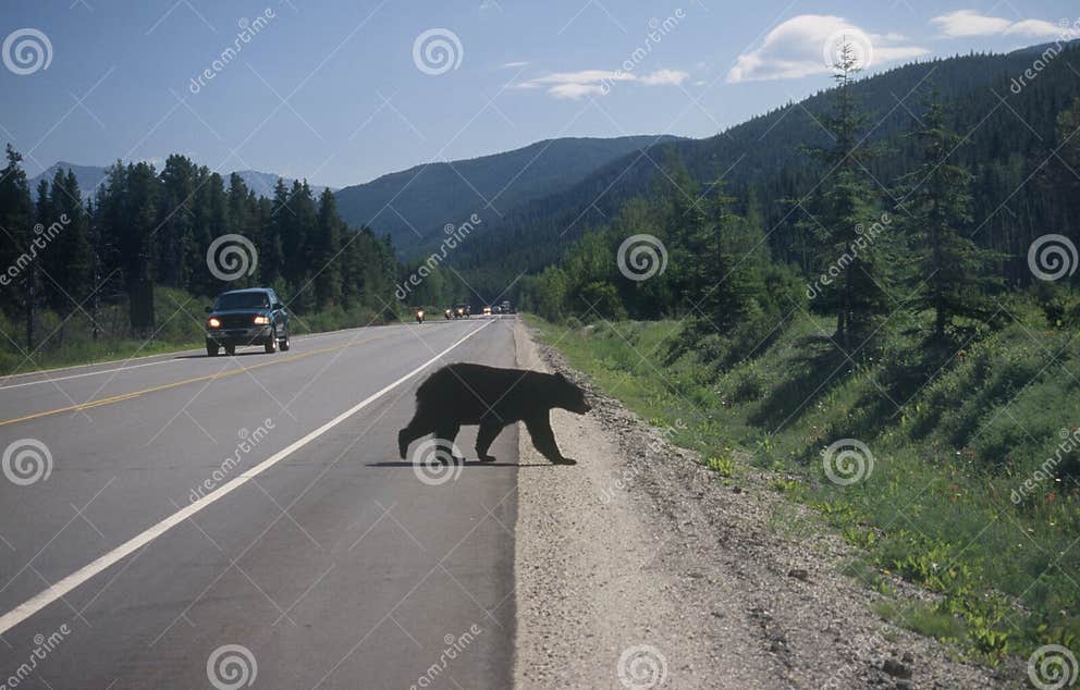Black bear crossing road stock image. Image of drive, forest - 5658659