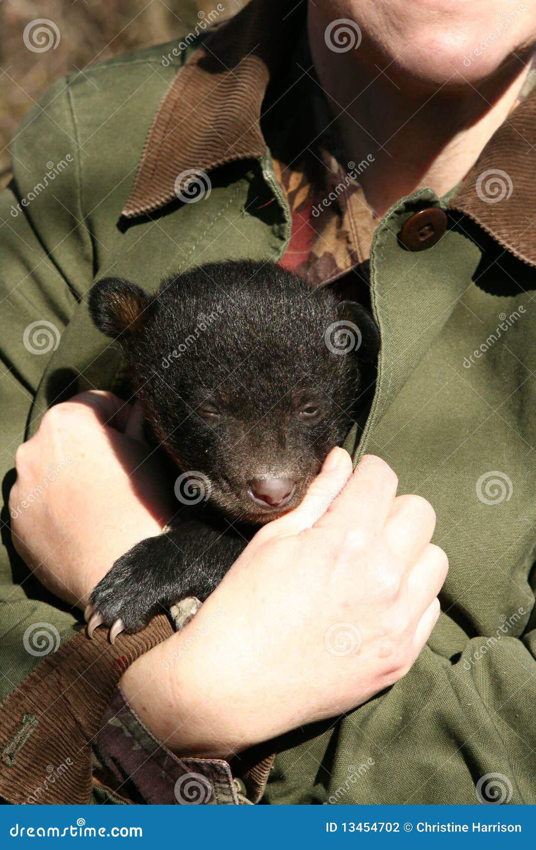 Black bear cub stock photo. Image of bearcub, luteolus - 13454702