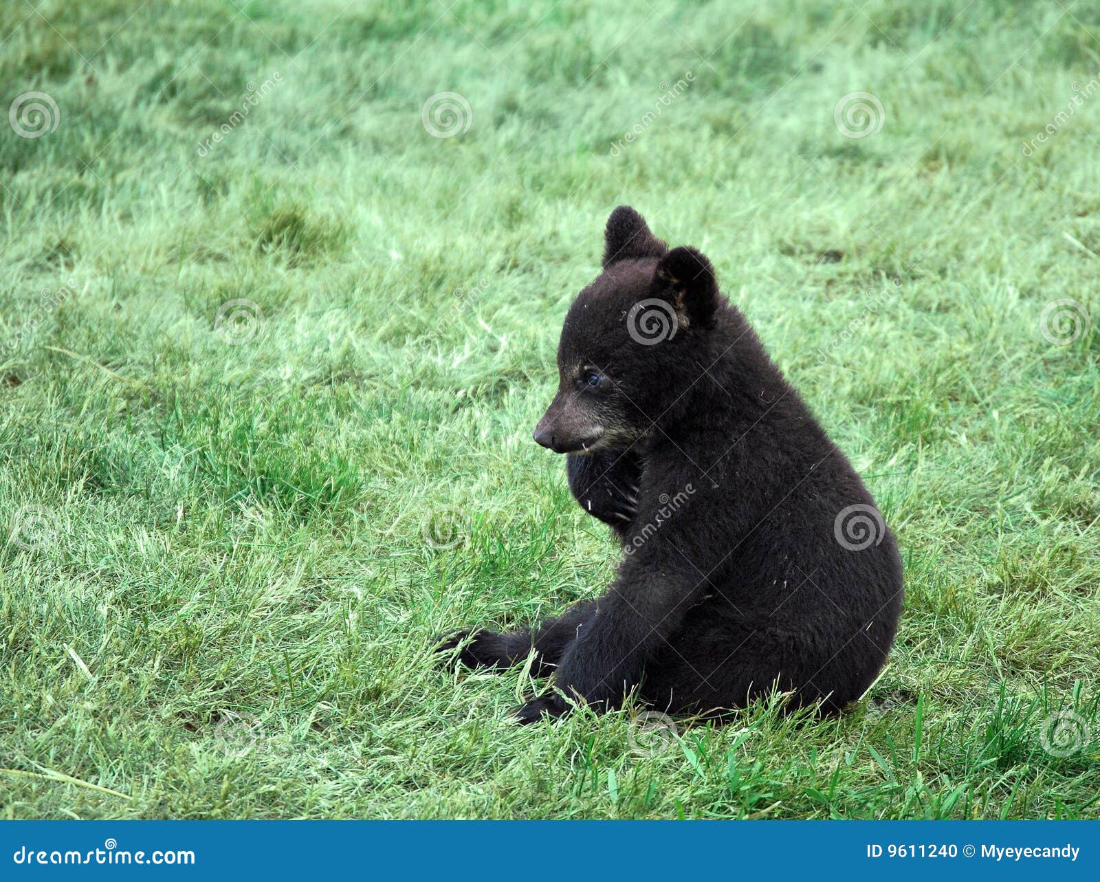 Sad Bear Sitting In A Cage At The Zoo Stock Image | CartoonDealer.com ...