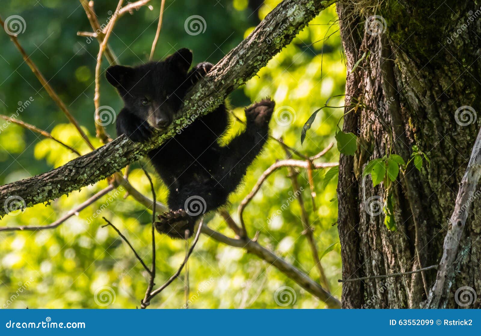 BLACK BEAR CUB stock image. Image of baby, face, furry - 63552099