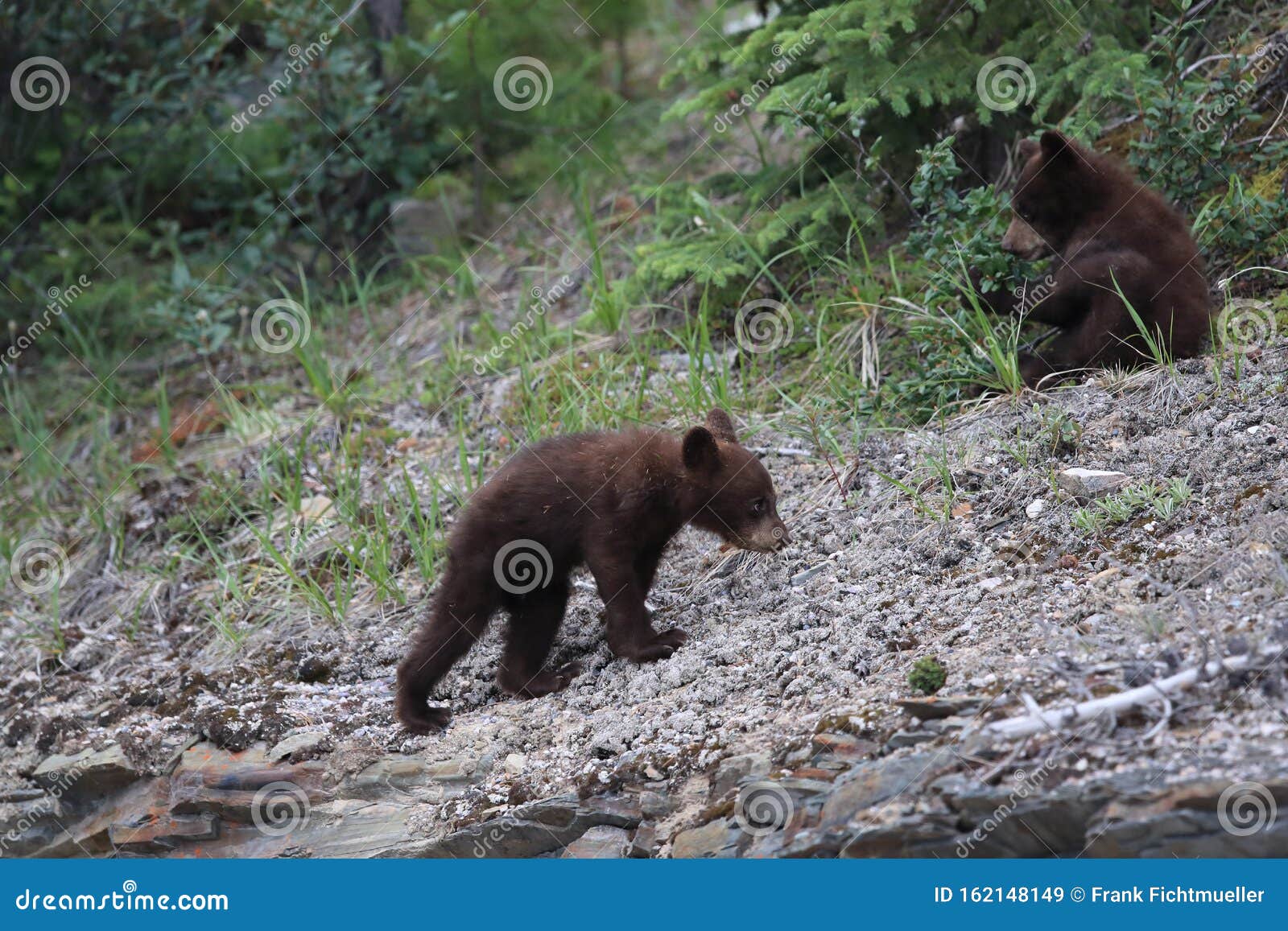 Black Bear Cub in Banff National Park, Alberta, Canada Stock Image ...
