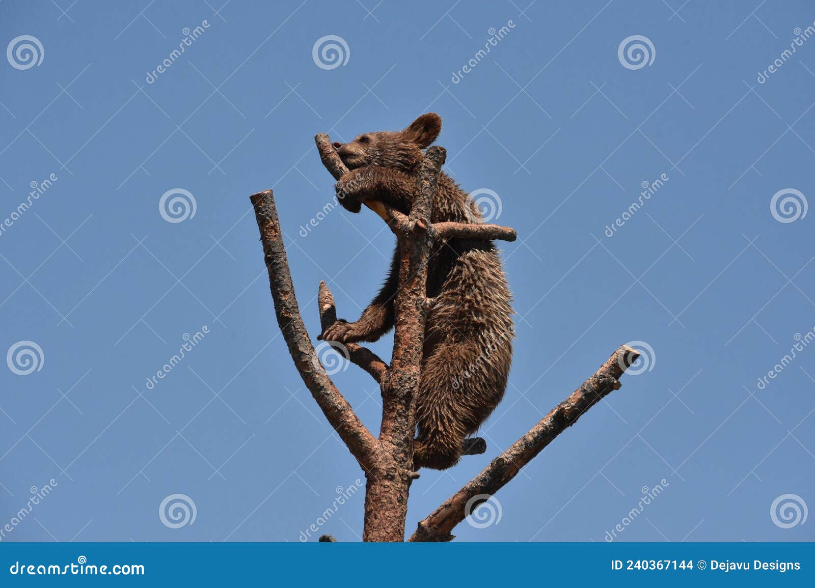 Black Bear Cub Chewing on Tree Bark Stock Photo - Image of ursus, cubs ...