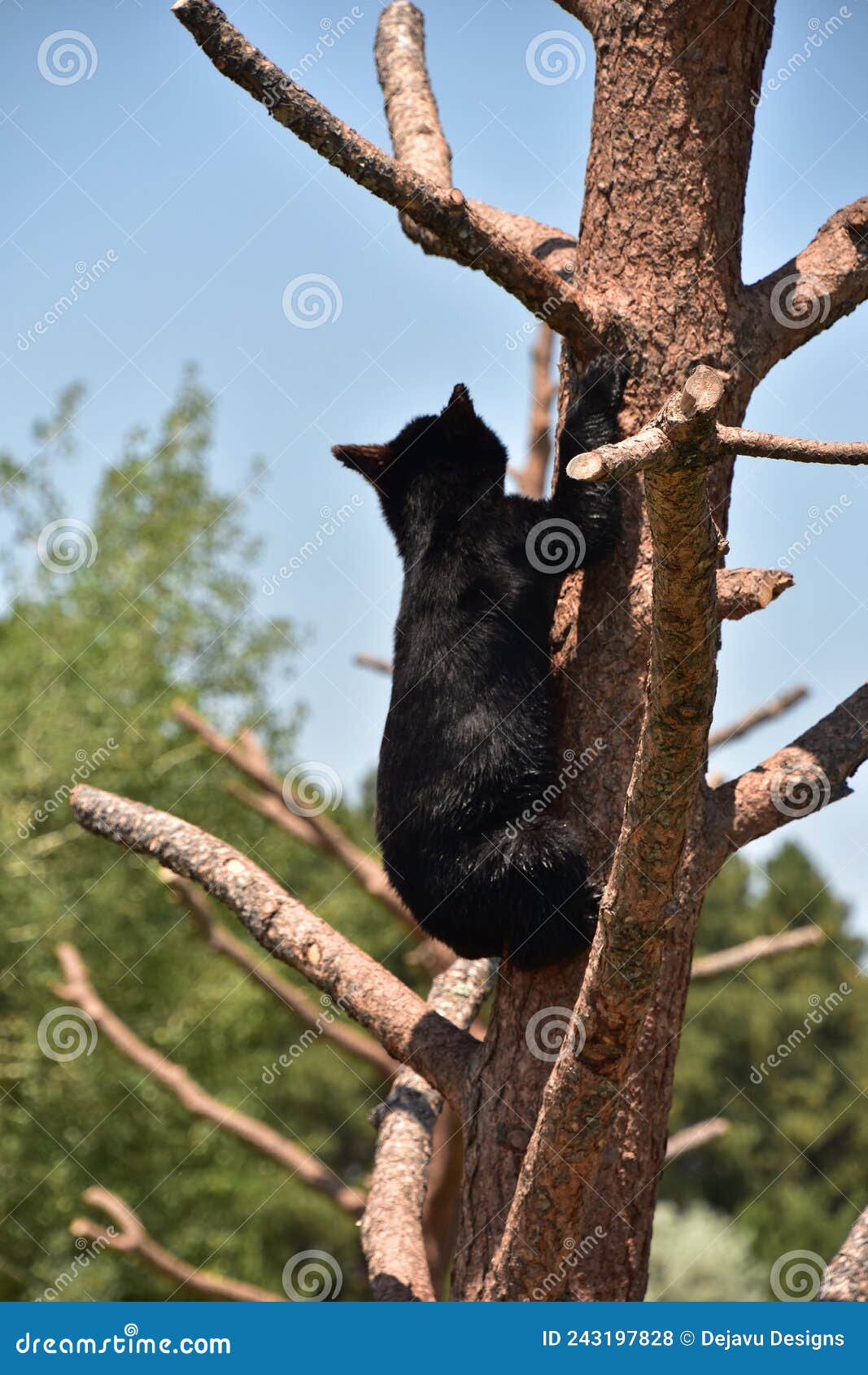 Black Bear Cub Climbing Up a Tree Stock Photo - Image of cubs, adorable ...
