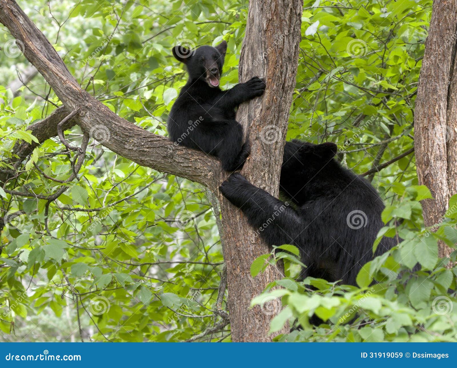 Black Bear Cub Crying for Mom Stock Image - Image of beautiful, forest ...