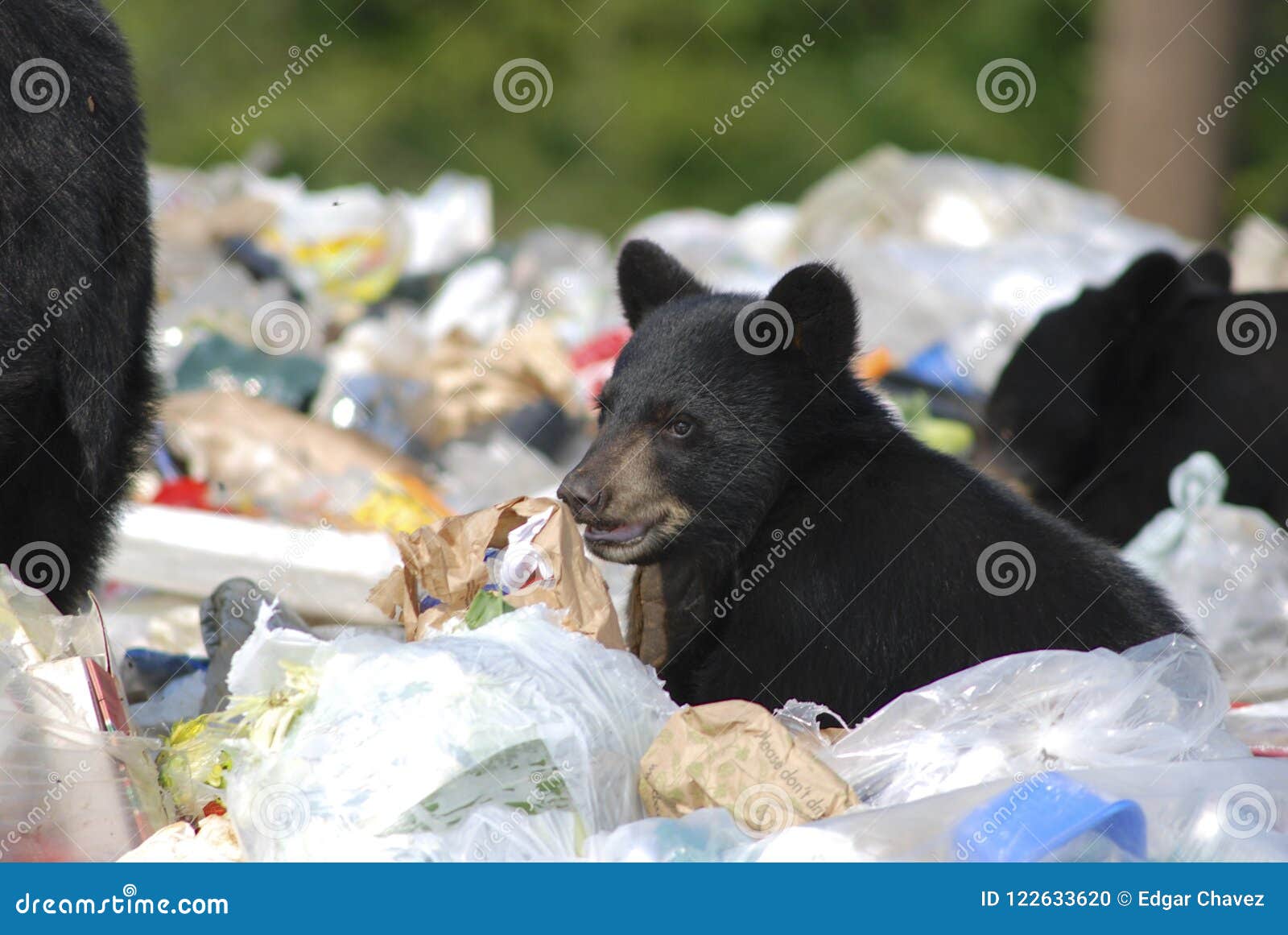 Black Bear Cub on Garbage Dump Stock Photo - Image of dump, black ...