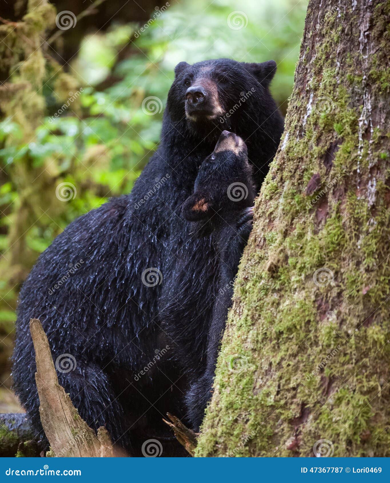 Black bear cub and mother stock image. Image of mammal - 47367787
