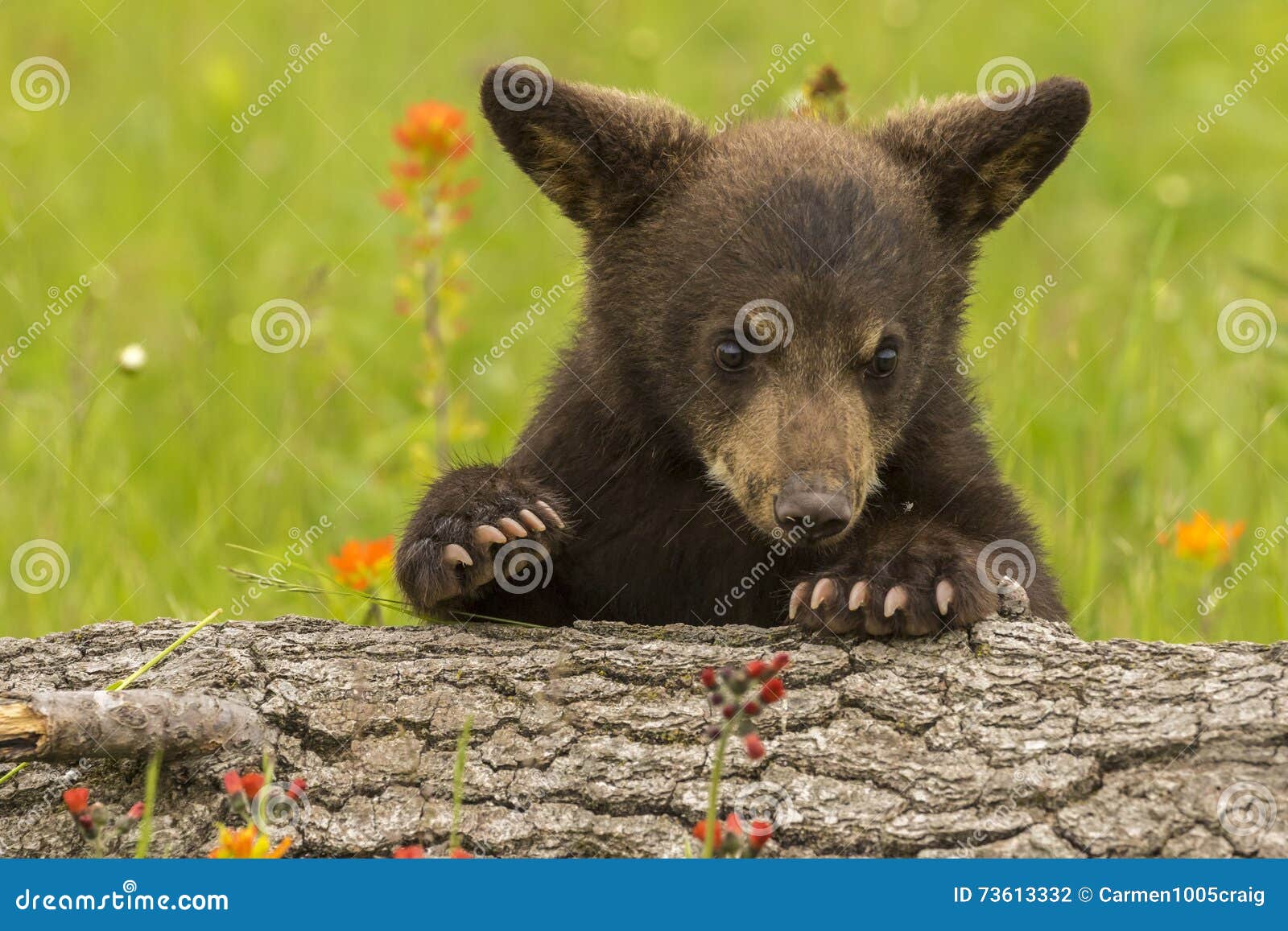 Black Bear Cub stock photo. Image of captive, cute, bear - 73613332