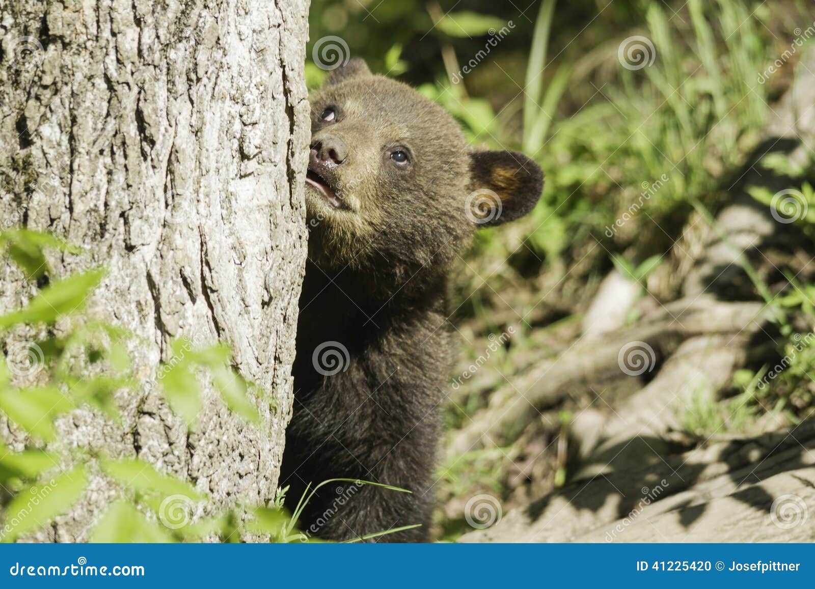 Black Bear Cub in the Spring Stock Photo - Image of mammal, cades: 41225420