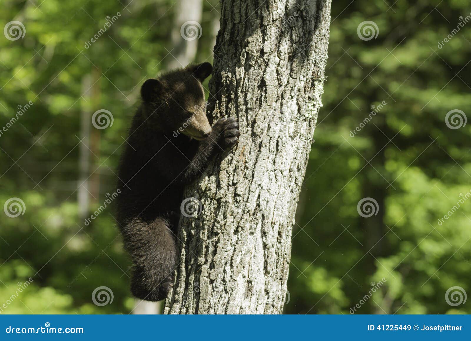 Black Bear Cub in the Spring Stock Image - Image of cute, mammal: 41225449