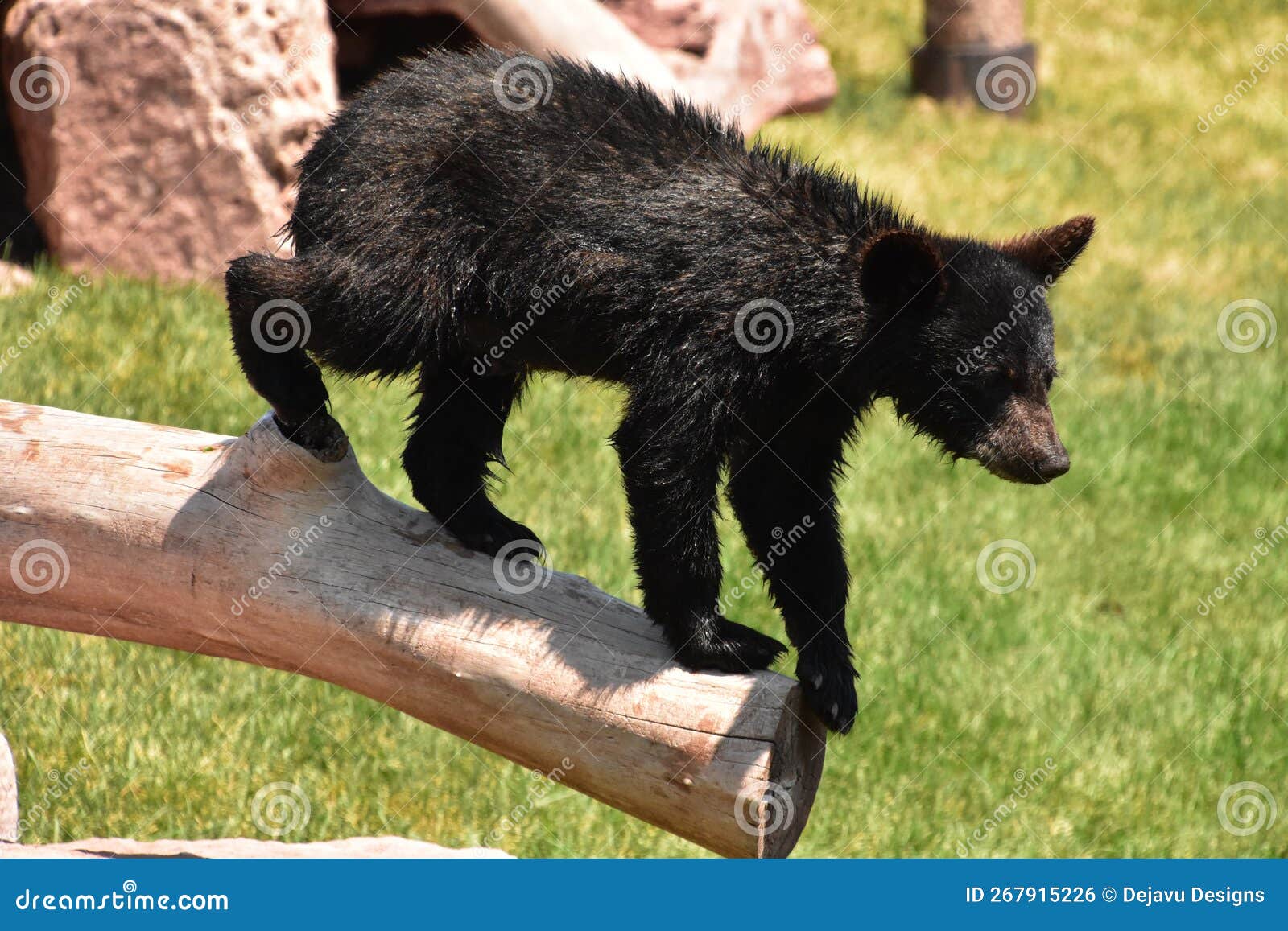 Precious Black Bear Cub on a Cut Log Stock Photo - Image of bear, black ...