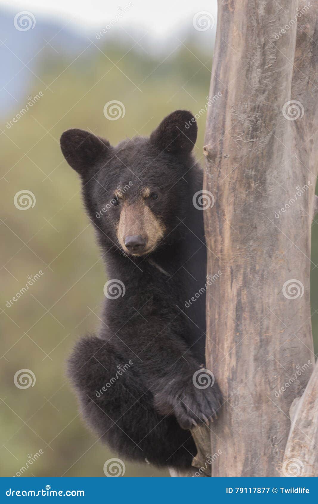 Black Bear Cub in Tree stock image. Image of ursus, animal - 79117877