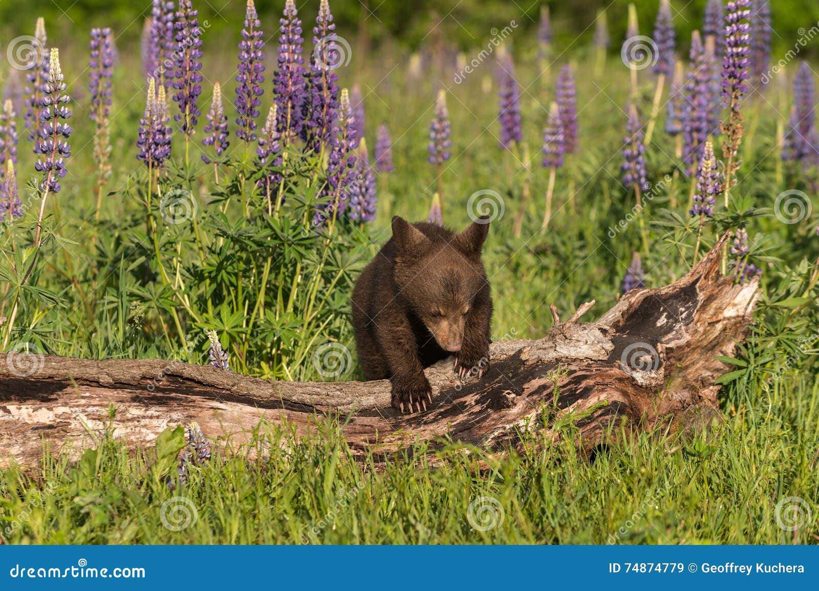 Black Bear Cub (Ursus Americanus) Climbs Over Log Stock Image - Image ...