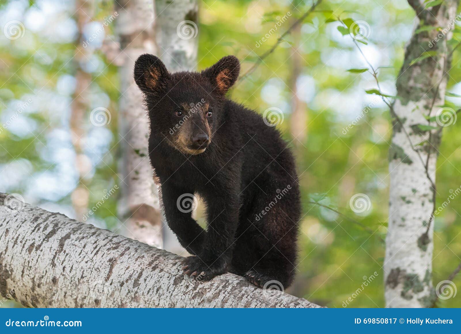 Black Bear Cub (Ursus Americanus) Ears Forward Stock Image - Image of ...
