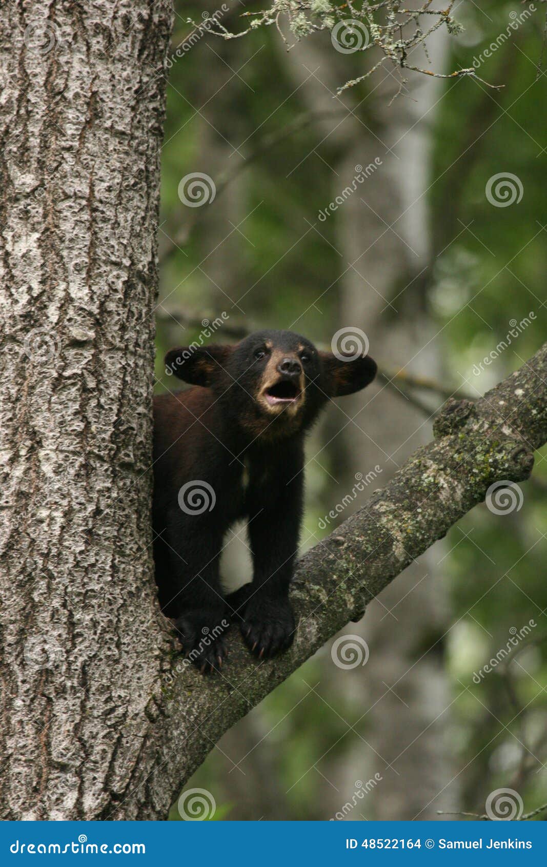 Black Bear stock photo. Image of tree, bear, playing - 48522164