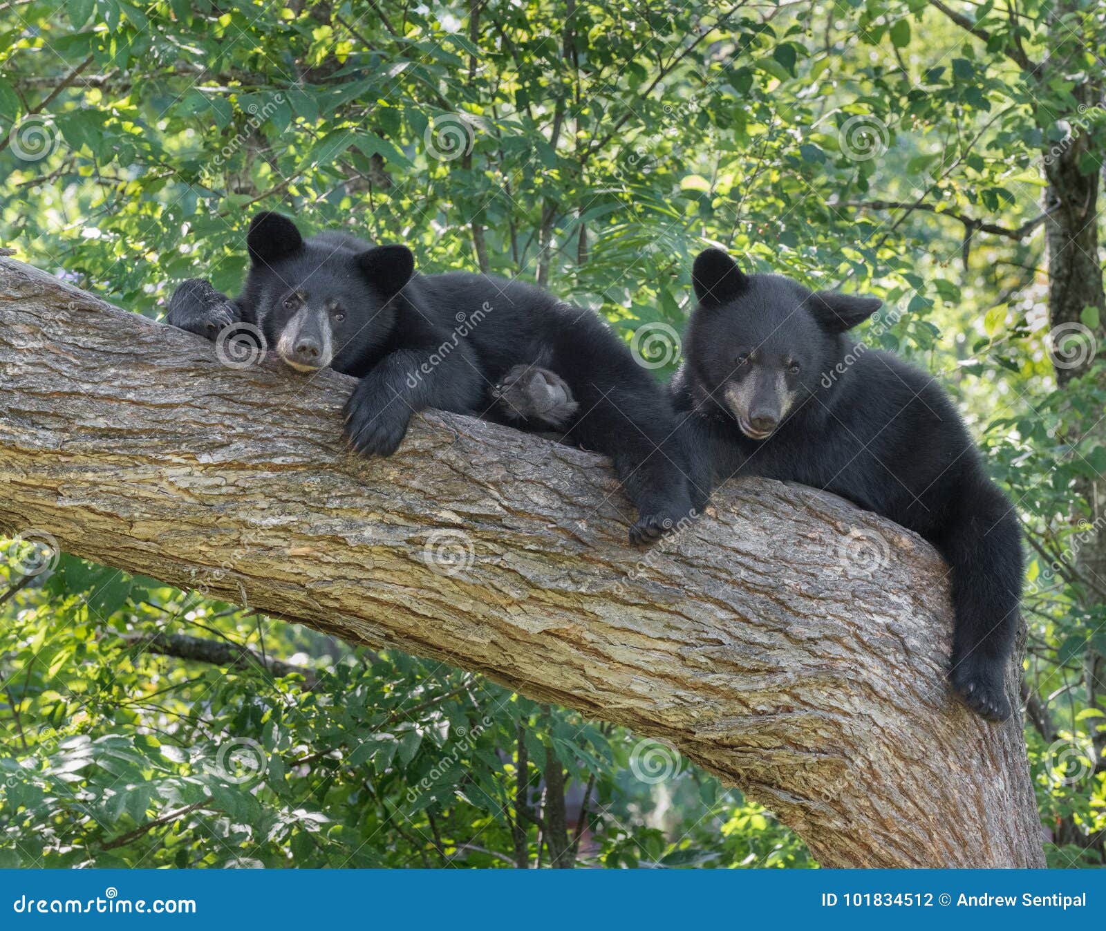 Black Bear Cubs In Tree