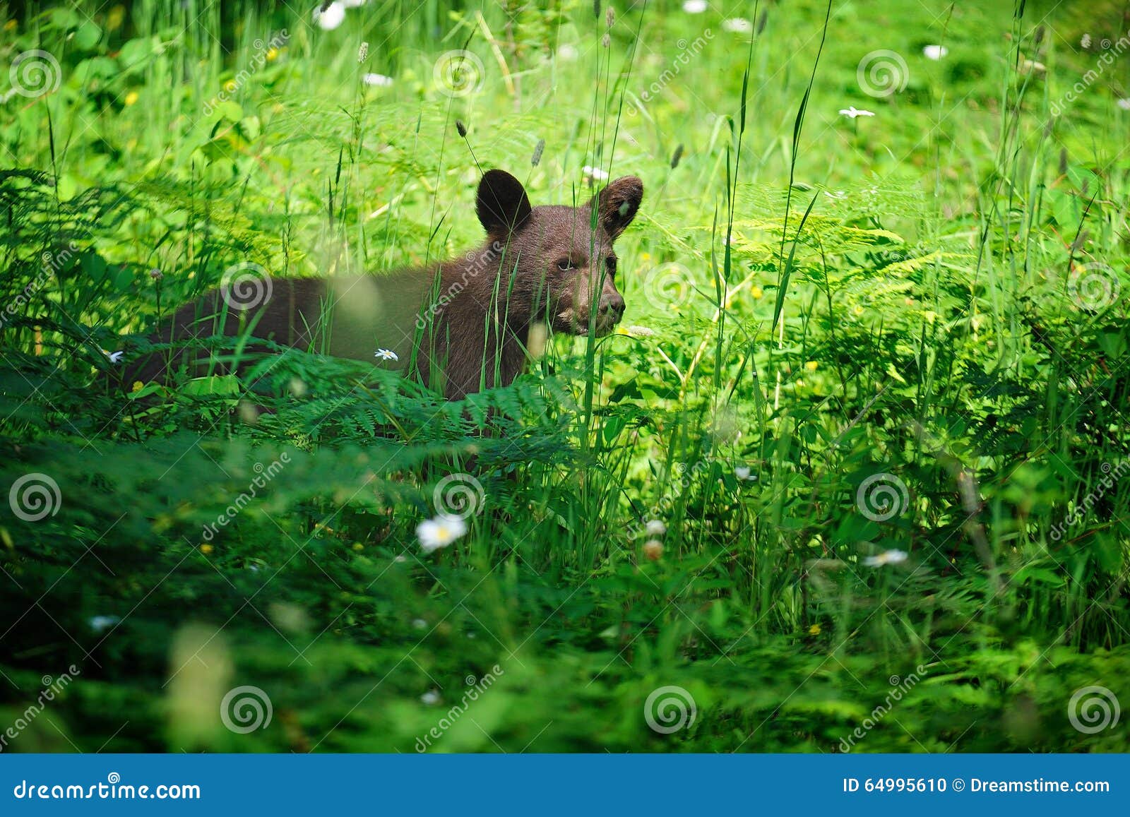 Black bear dancing! stock photo. Image of young, dancing - 64995610