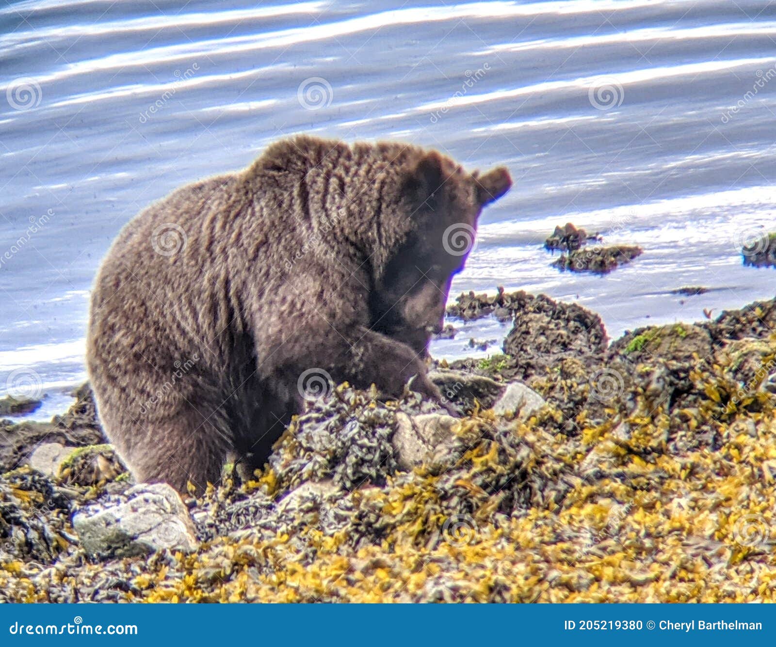 Black Bear Digging for Food Stock Photo - Image of nature, animals ...