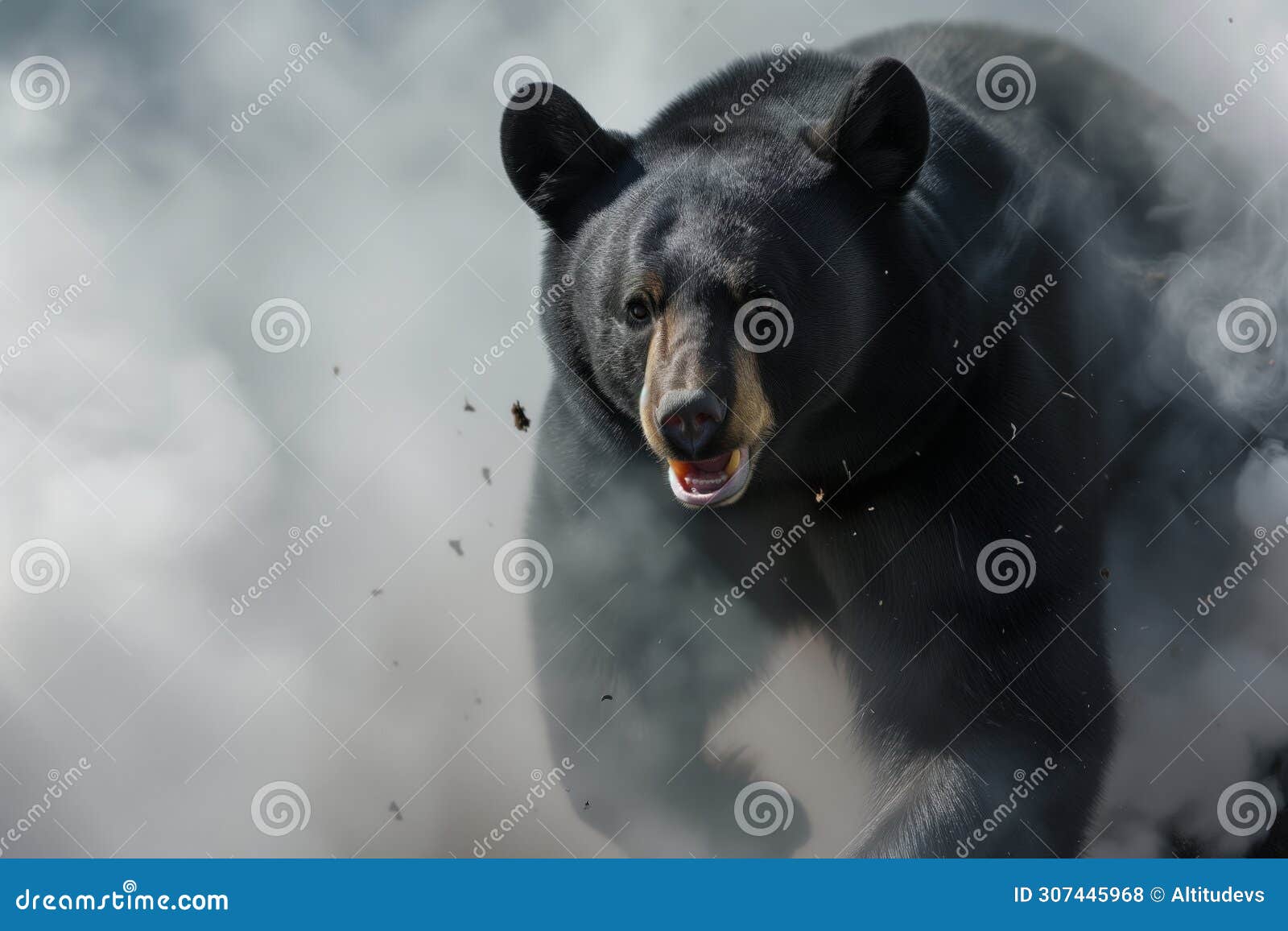 Black Bear Fleeing through Smoke Stock Photo - Image of bear, nature ...
