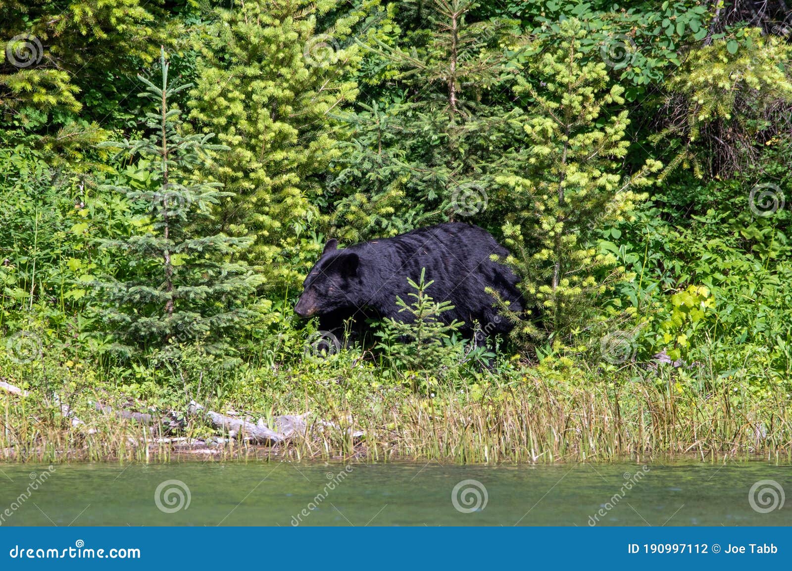 A Black Bear is Foraging for Food in the Montana Wilderness. Stock ...