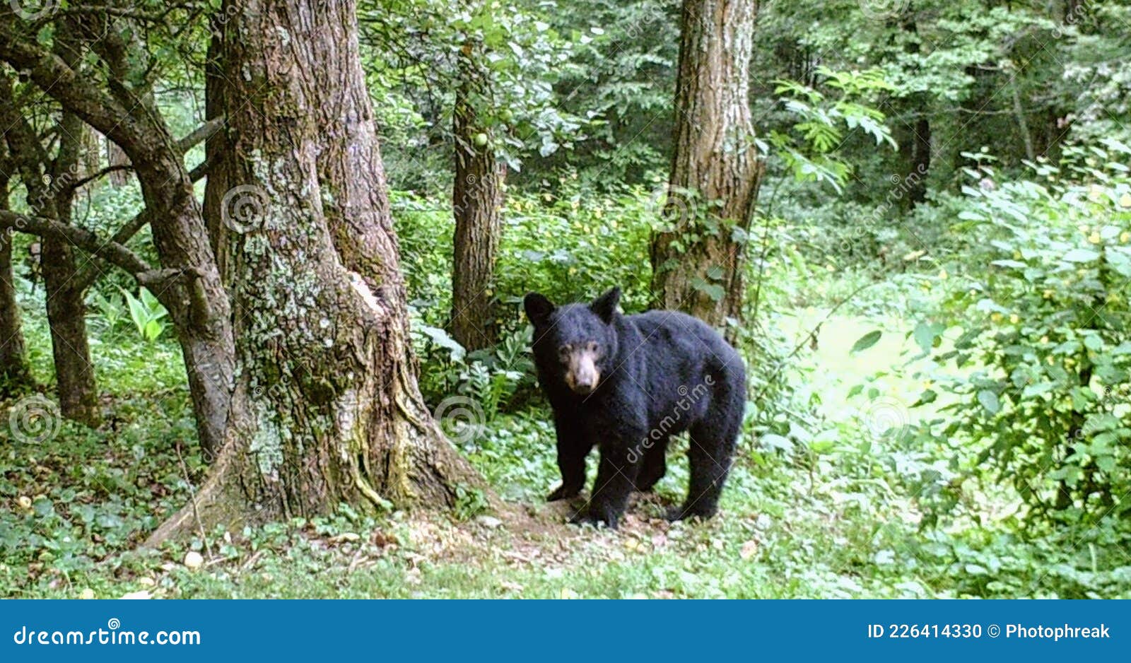 Black Bear in forest stock photo. Image of monkey, wildlife - 226414330