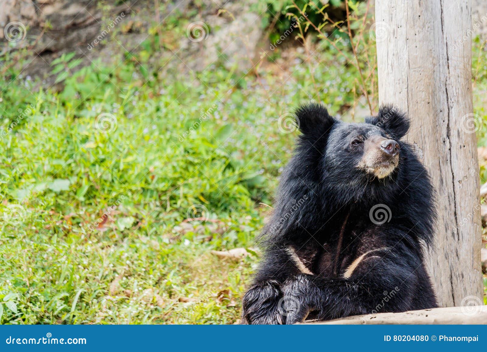 Black bear in the forest. stock photo. Image of tree - 80204080