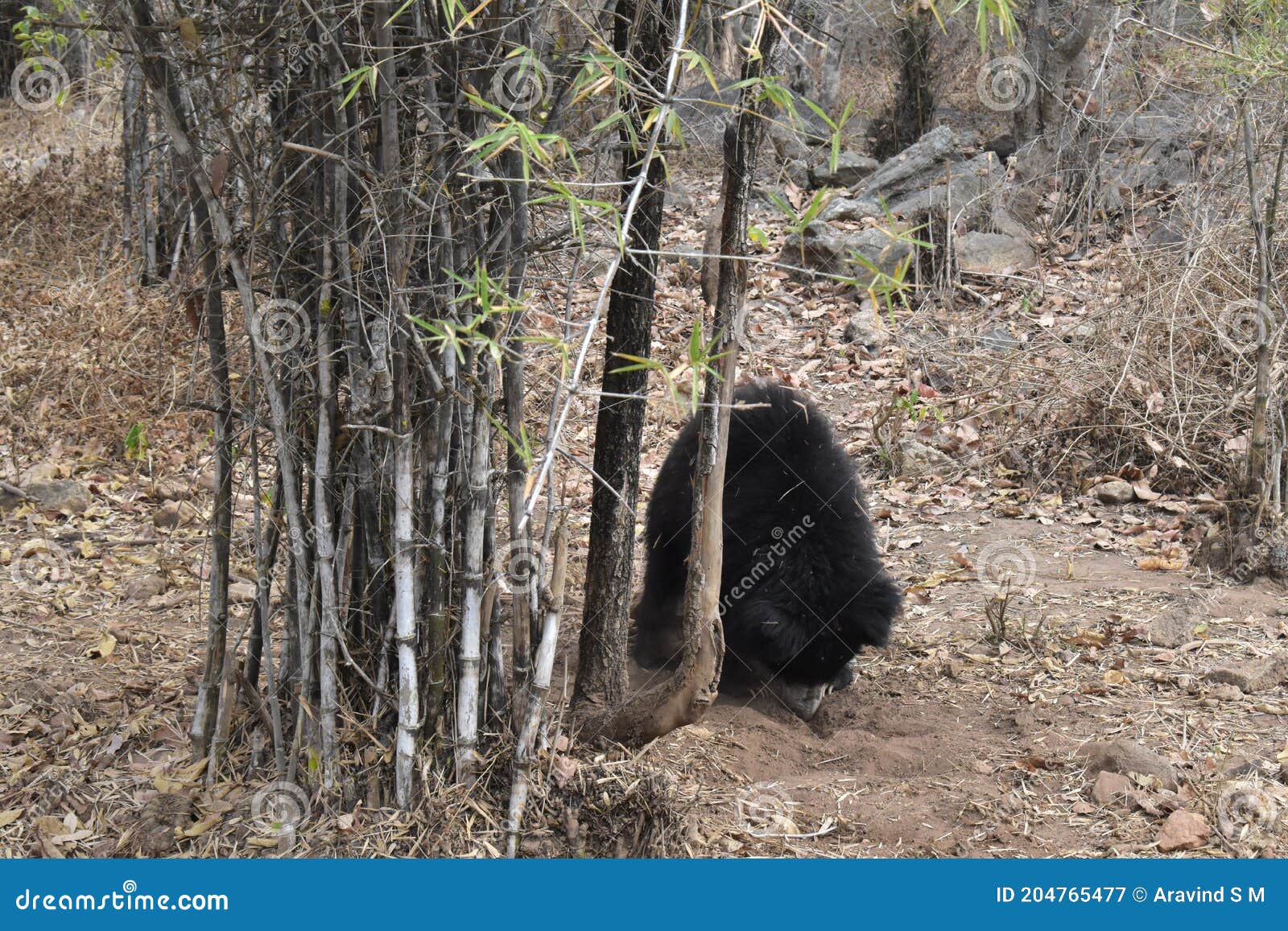 Black Bear Hiding Behind a Bamboo Tree Stock Image - Image of fauna ...