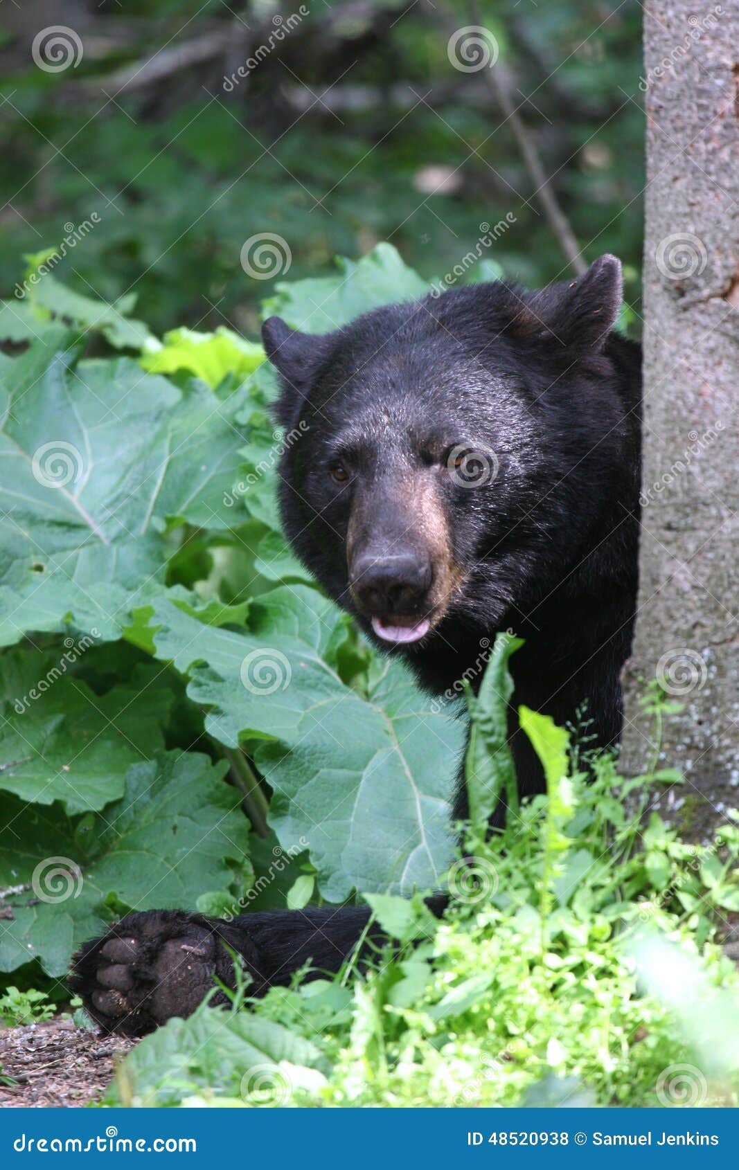 Black Bear stock photo. Image of scarface, little, hiding - 48520938