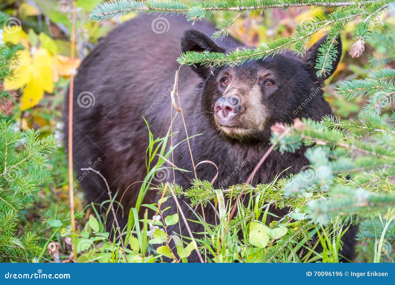 Black Bear Hiding in the Forest Stock Photo - Image of british, hiding ...