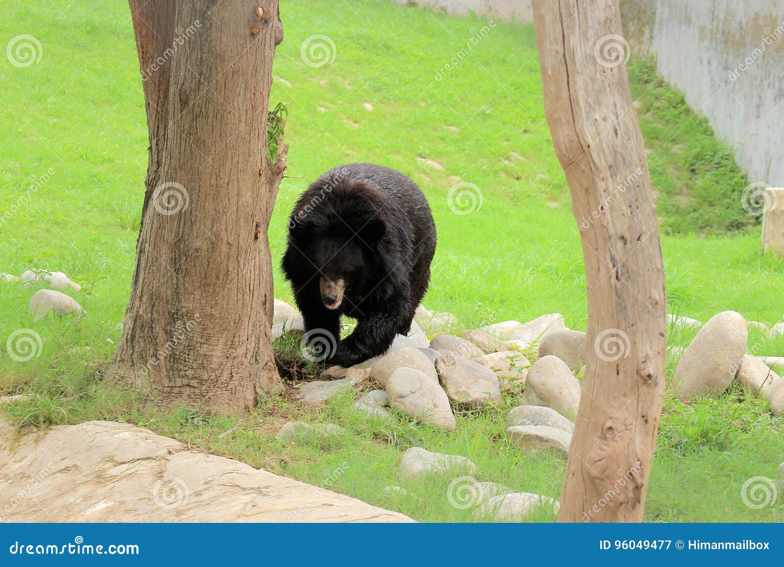 Black bear Himalayan stock image. Image of carnivore - 96049477