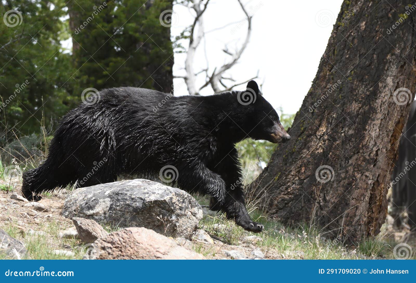 Black Bear Jumping the Rocks Stock Photo - Image of bear, boulder ...