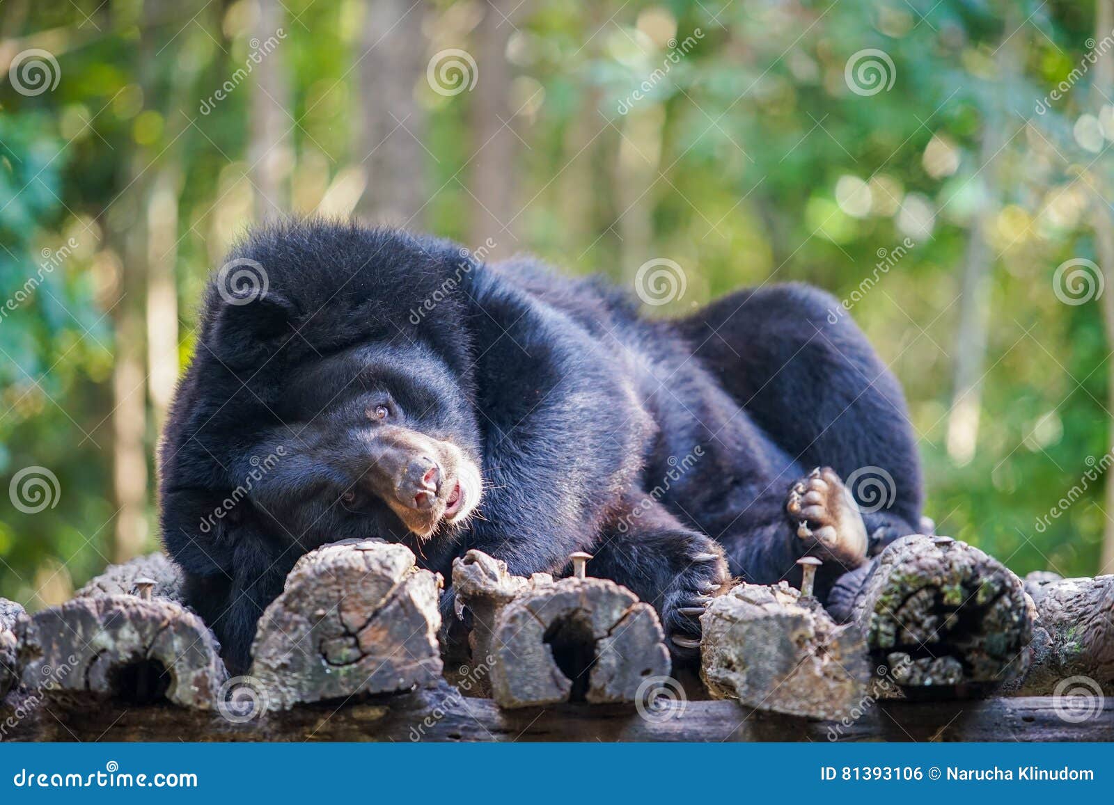 Black bear stock photo. Image of heavy, cave, fighting - 81393106