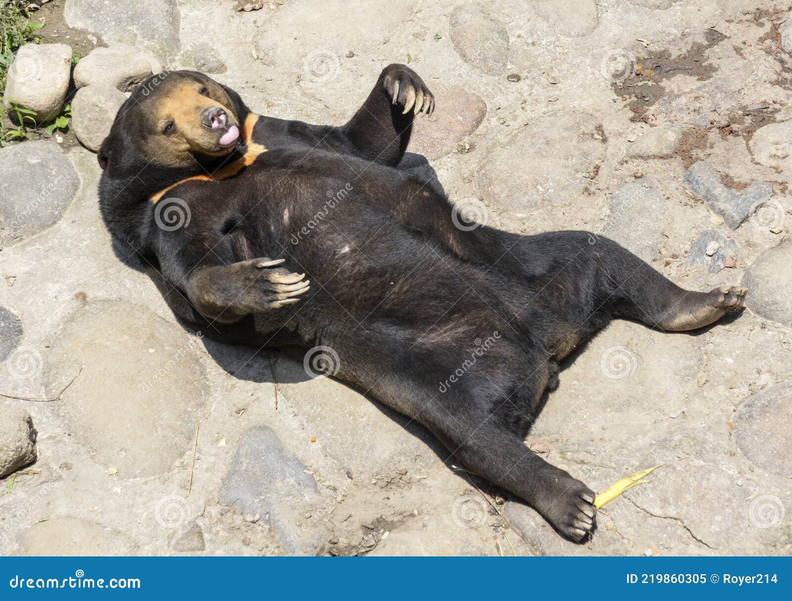 Black Bear stock image. Image of animal, bear, black - 219860305